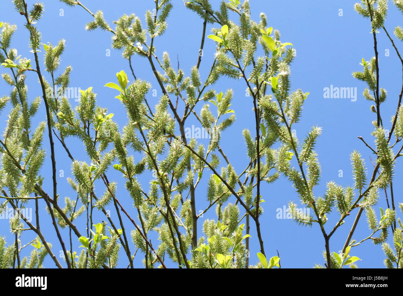 Weidenarten hi-res stock photography and images - Alamy