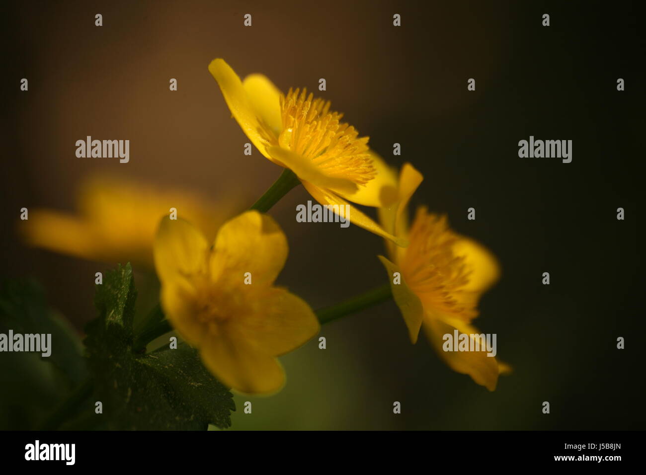 flower plant bloom blossom flourish flourishing flora yellow toxic ...