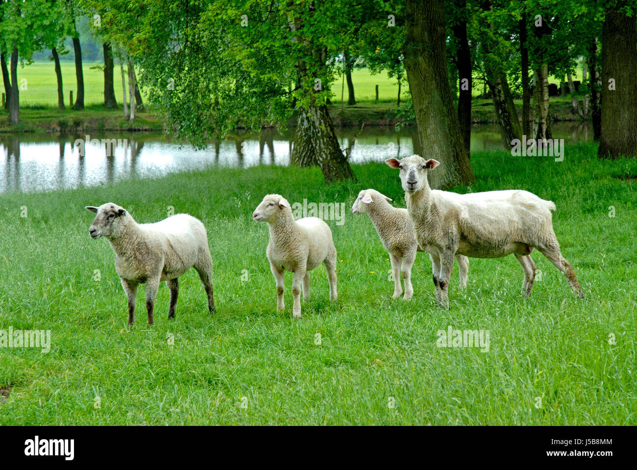 tree trees four sheep mammals herd sheep (pl.) lower saxony germany ...
