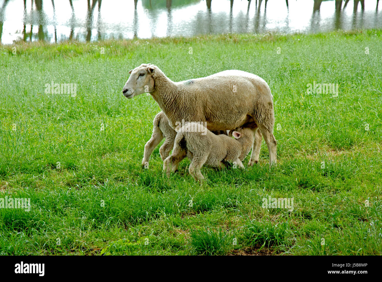 tree trees sheep mirroring mammals three suck sheep (pl.) lower saxony ...