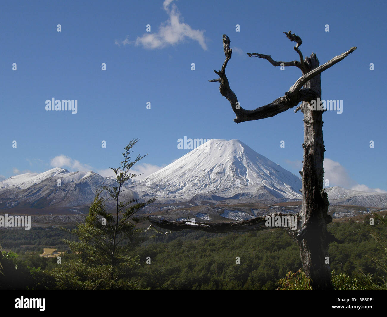 tree national park trunk active new zealand pacific salt water sea ...
