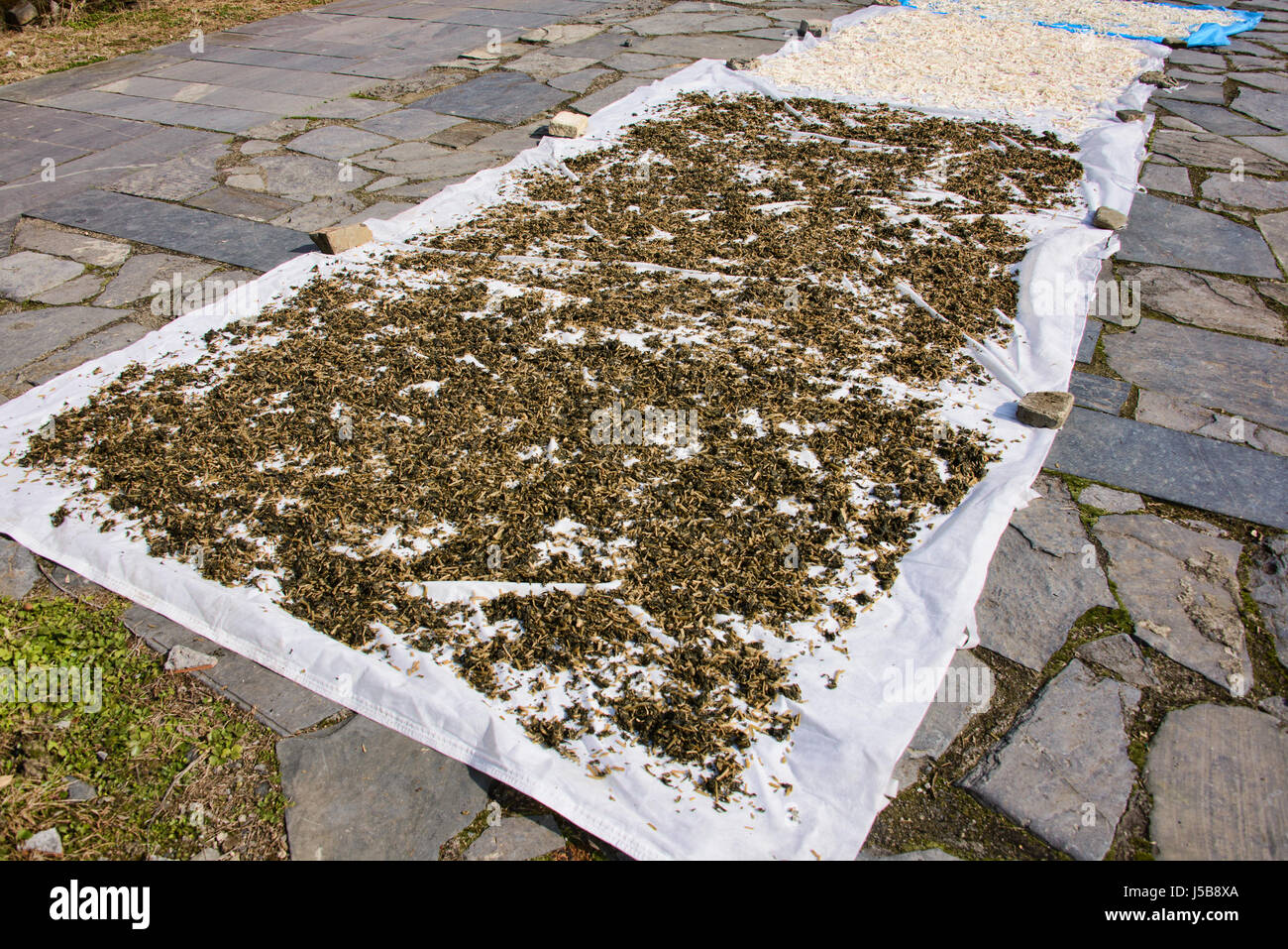 Vegetable drying in the ancient village of Xidi, Anhui, China Stock ...