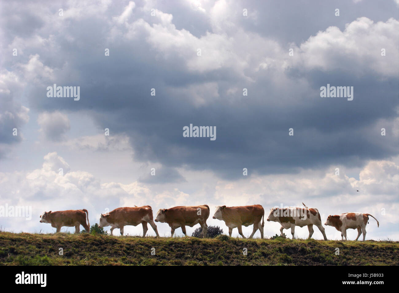 cloud dismal frowningly menacing cow bovine cows cattle threat rain ...
