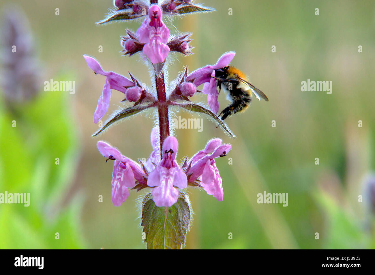 Back view of bumblebee hi-res stock photography and images - Alamy
