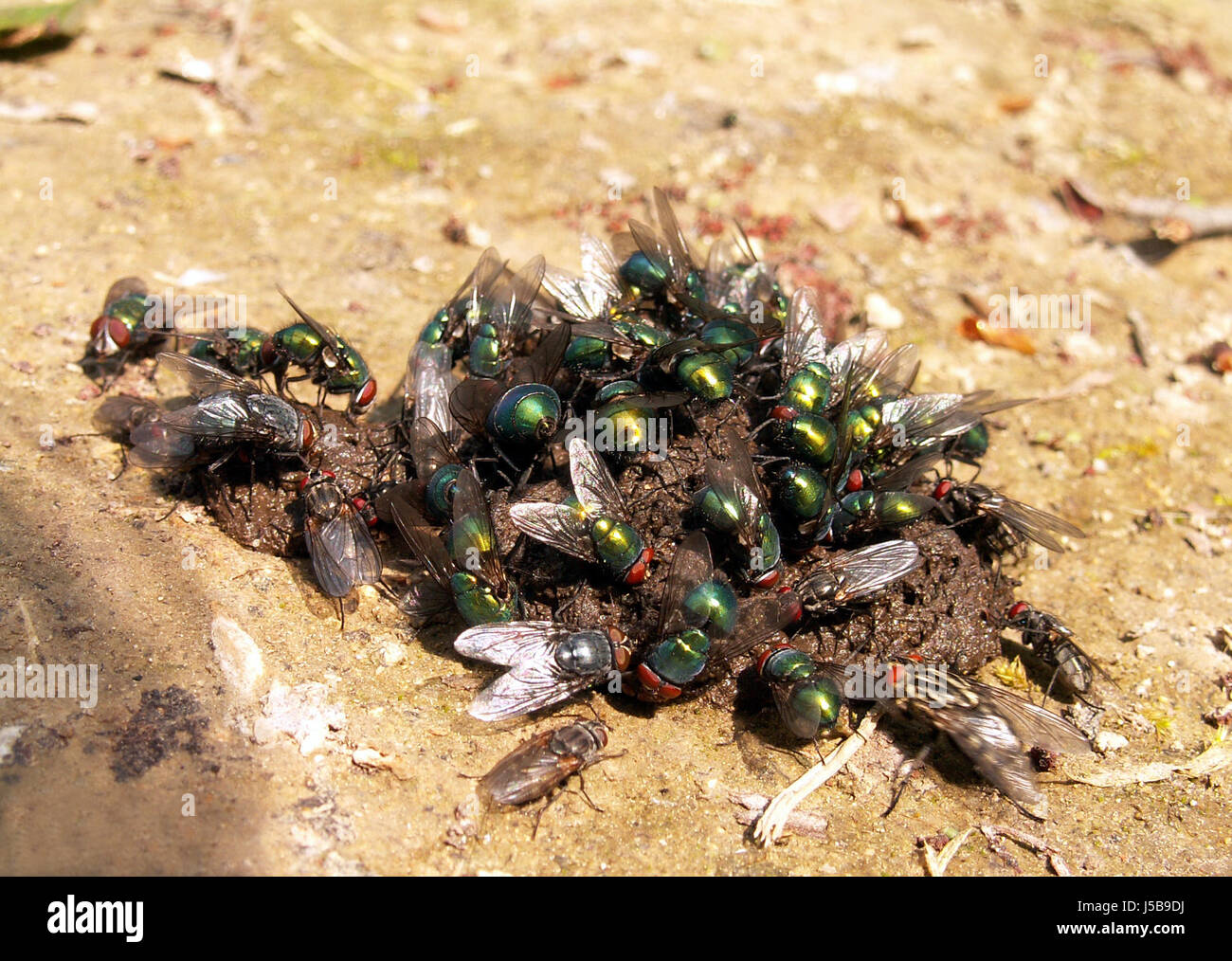 insect pool accumulation bright shiny swarm school blowflies contact ...