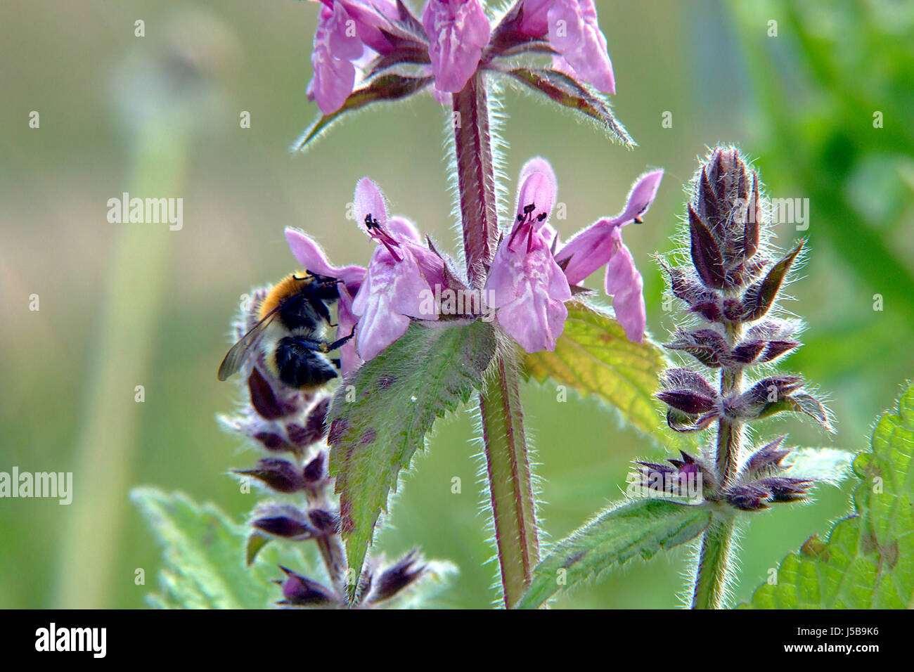Back view of bumblebee hi-res stock photography and images - Alamy