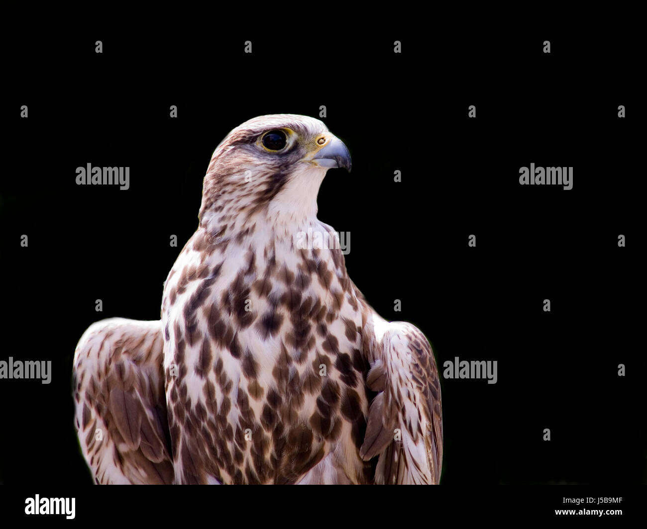 animal bird portrait eye organ birds raptor birds of prey feathers beak ...