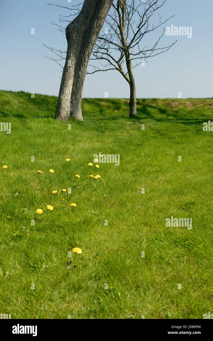 blue colour tree horizon holiday vacation holidays vacations green ...