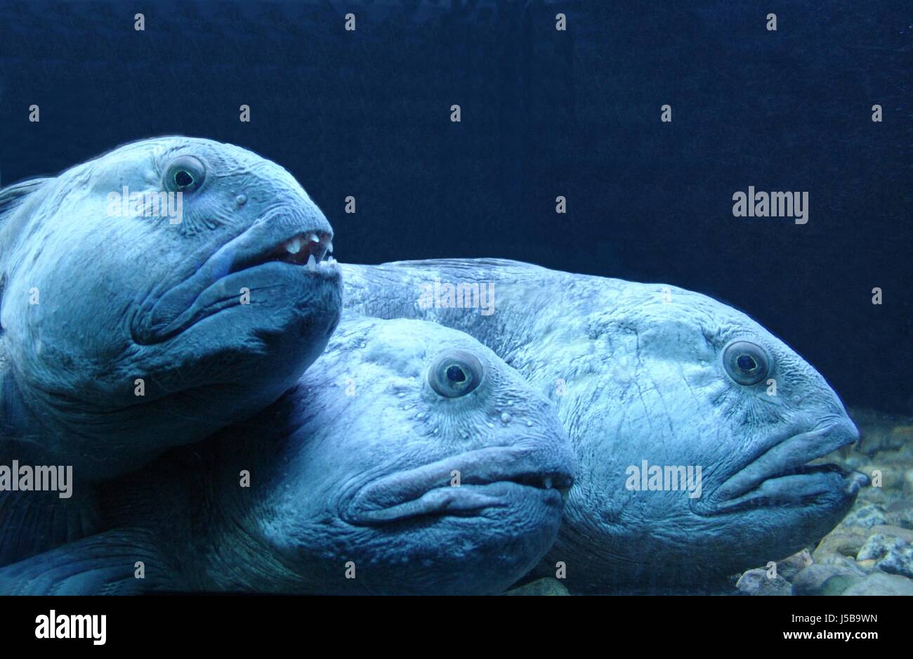 Seewolf hi-res stock photography and images - Alamy