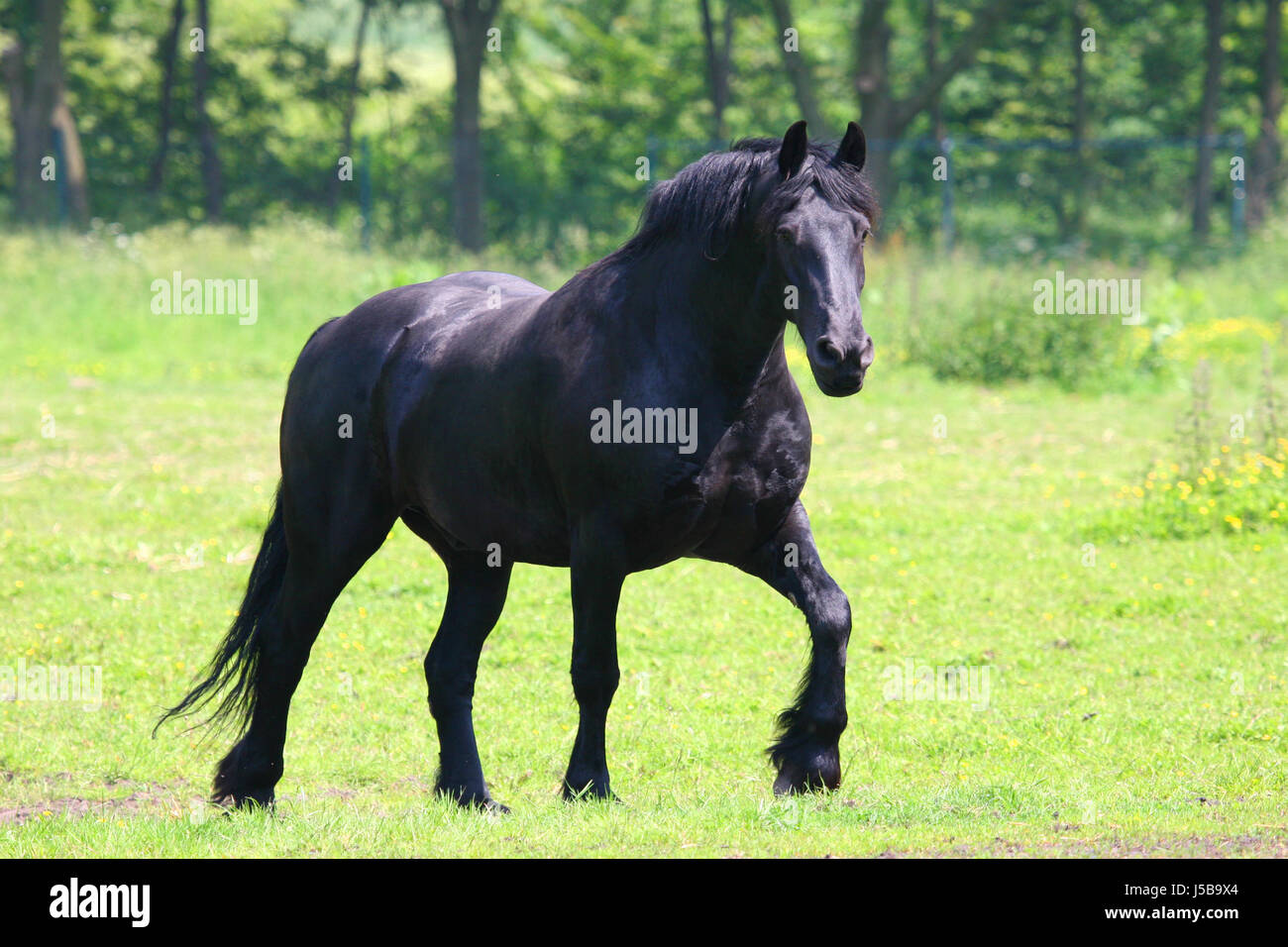 Baroque Horse High Resolution Stock Photography and Images - Alamy