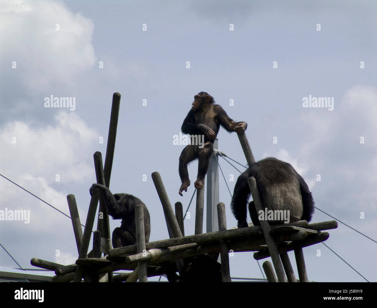 animal animals monkey look glancing see view looking peeking looking at ...