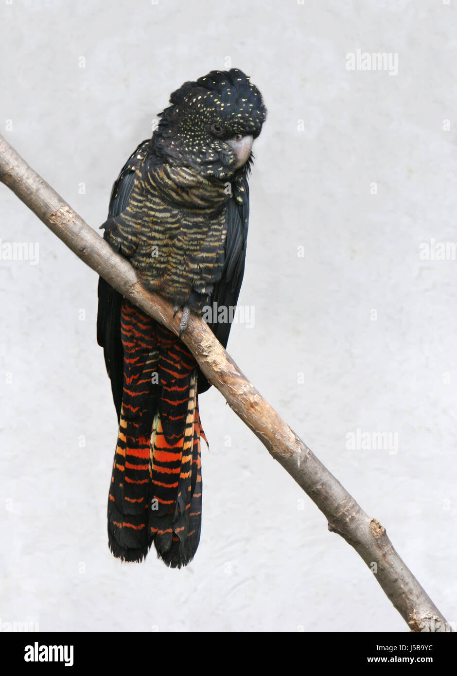 Coloured Female High Resolution Stock Photography and Images - Alamy