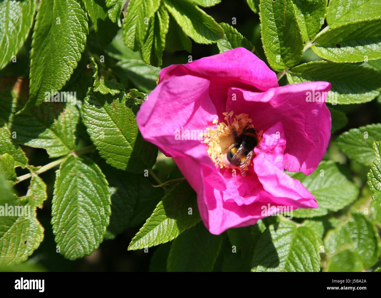 bumblebee on flower Stock Photo - Alamy