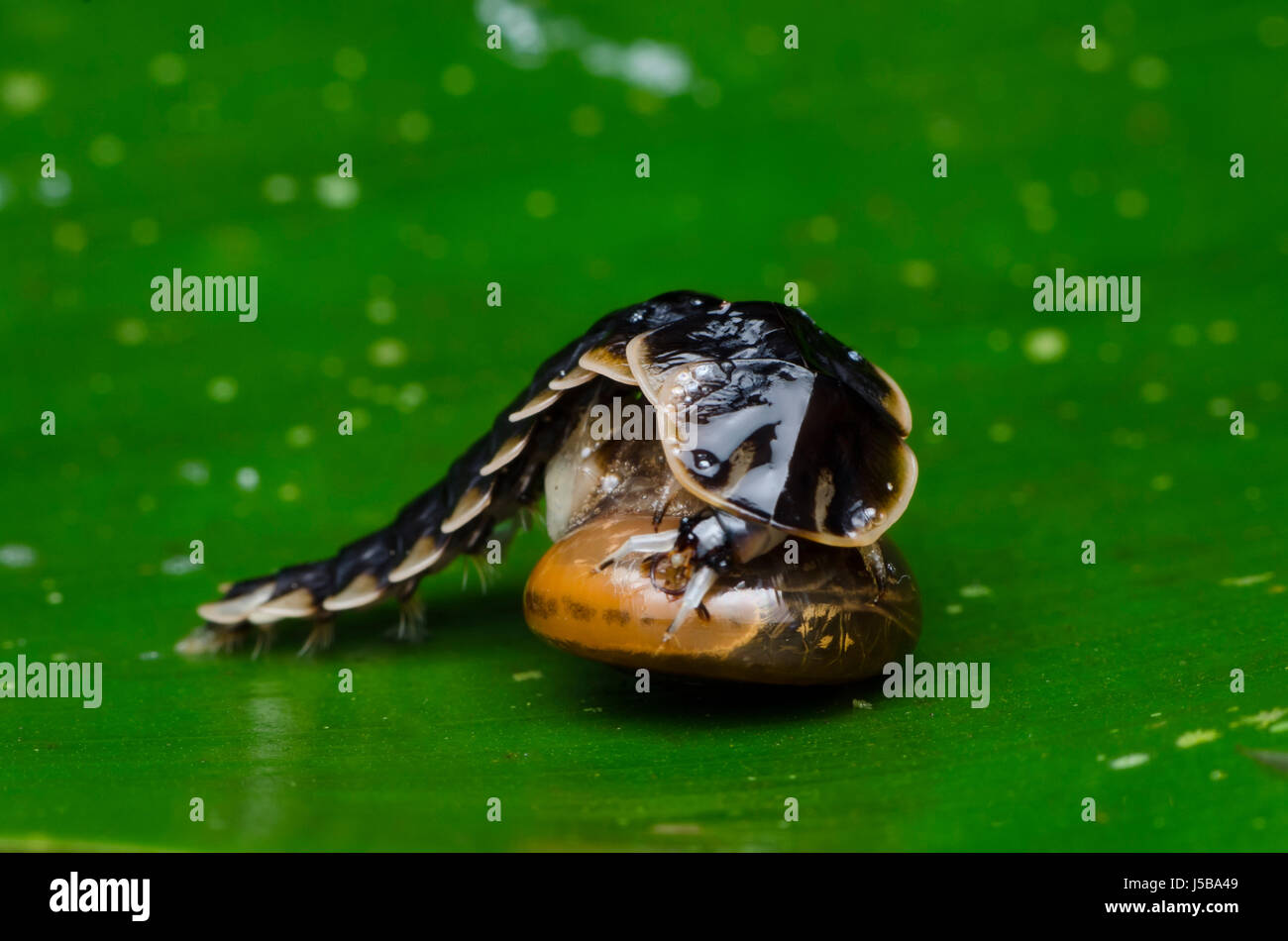 firefly beetle larvae feeding on snail Stock Photo - Alamy