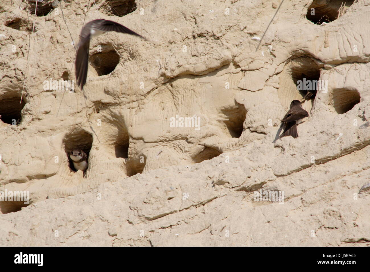 riparia riparia 1 Stock Photo - Alamy