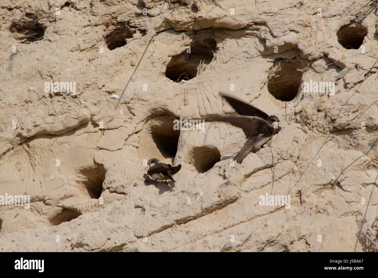riparia riparia 4 Stock Photo - Alamy