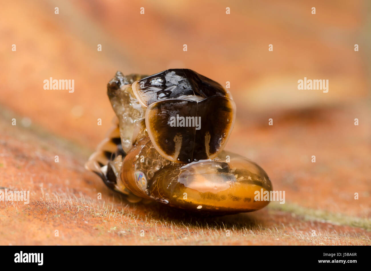 firefly beetle larvae feeding on snail Stock Photo - Alamy
