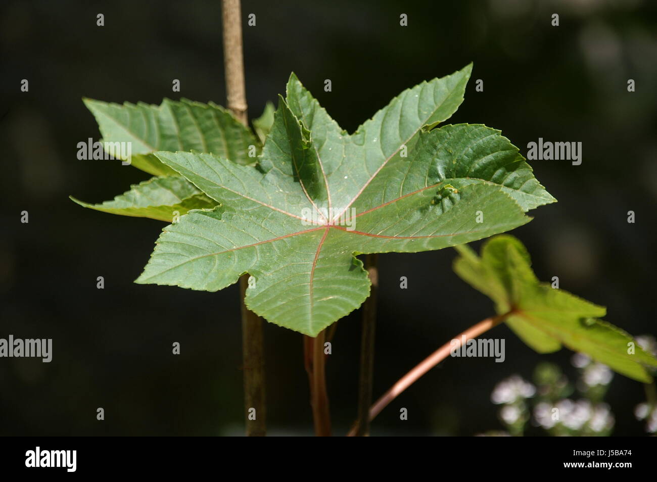 leaf means agent medicine drug remedy substance herb medicinal plant ...