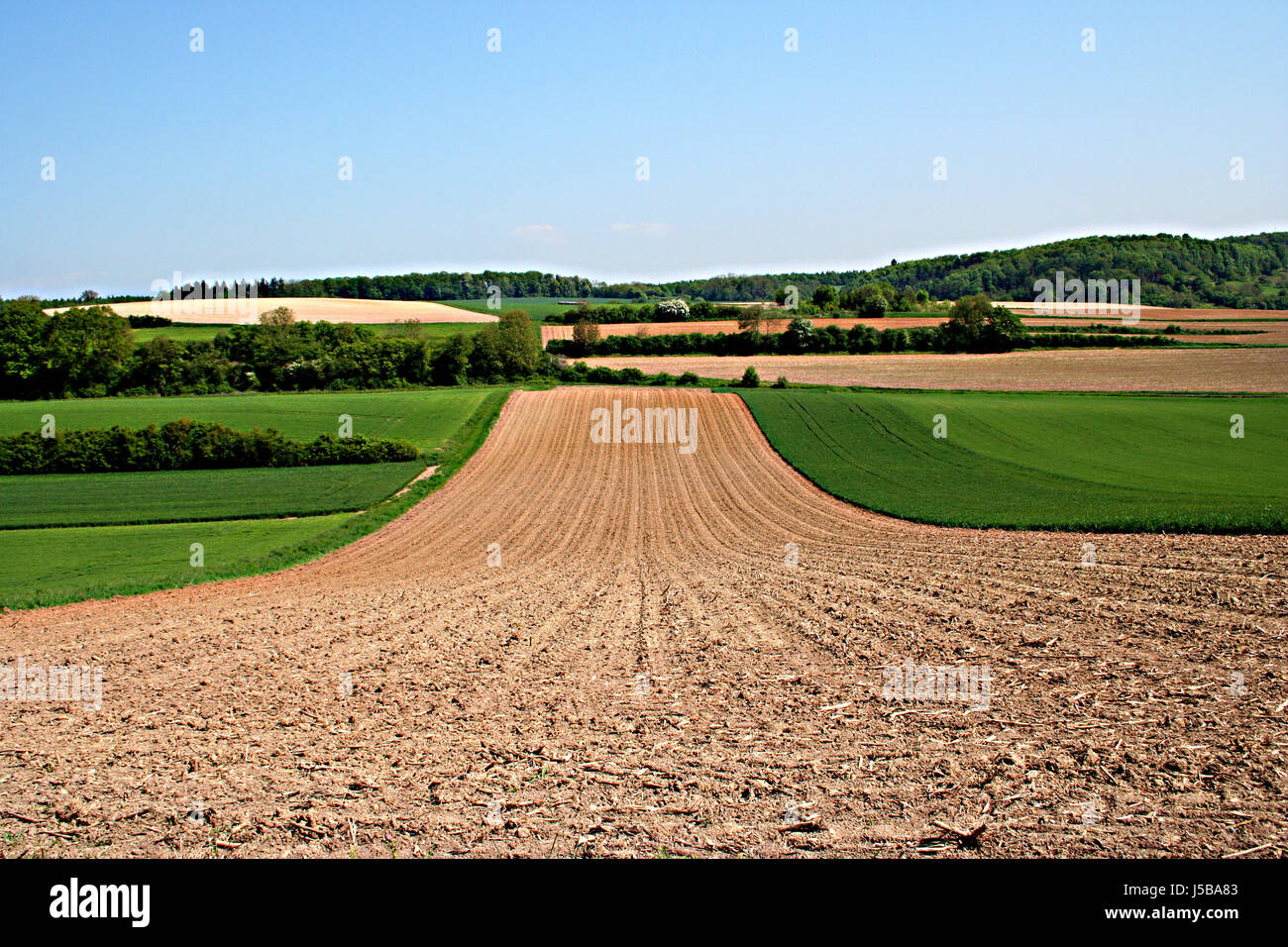 tree trees green agriculture farming field acre scenery countryside ...