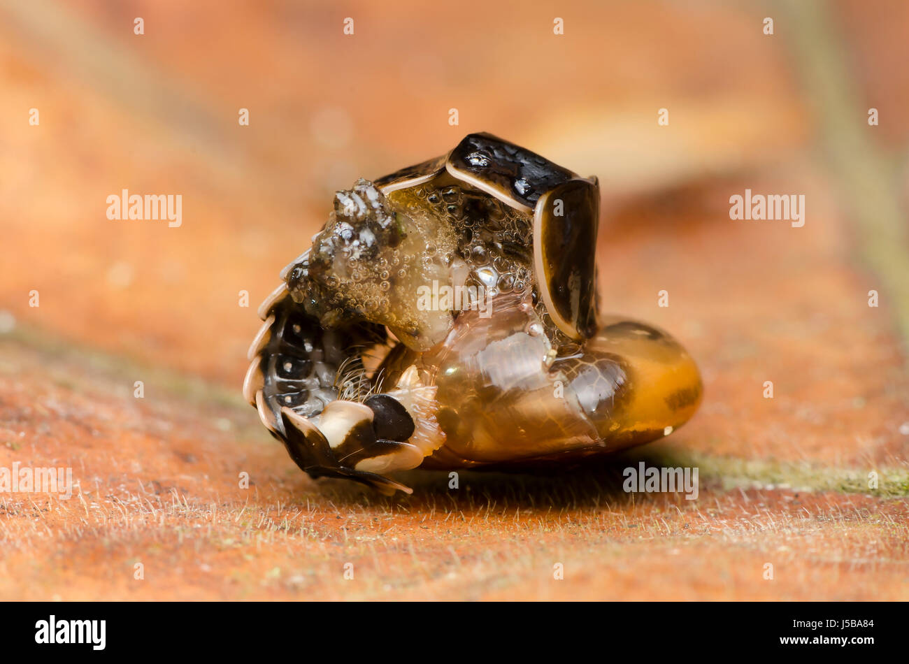 firefly beetle larvae feeding on snail Stock Photo - Alamy