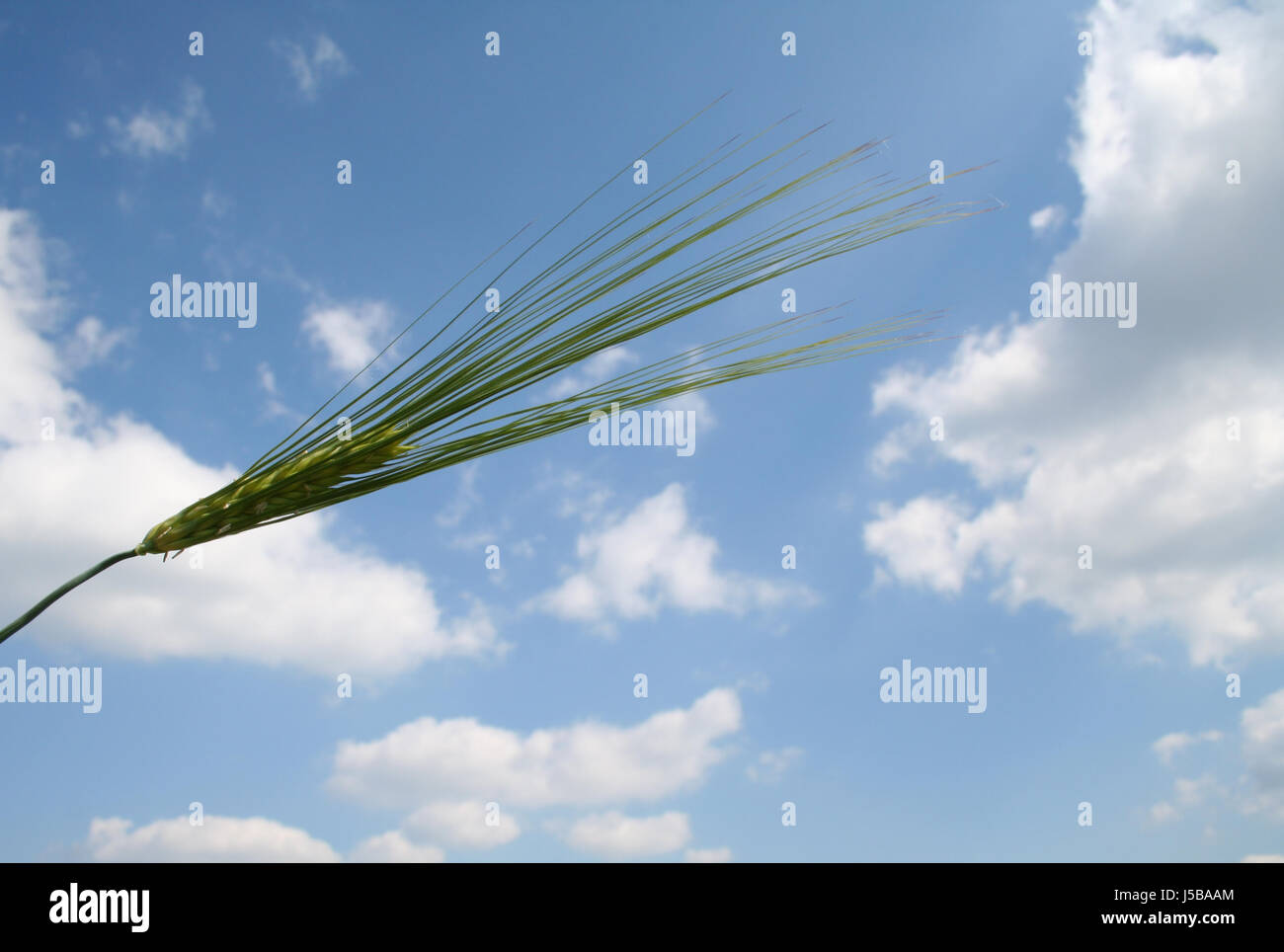 green ear long barley beard against-the-light shot sky blue cereal ...