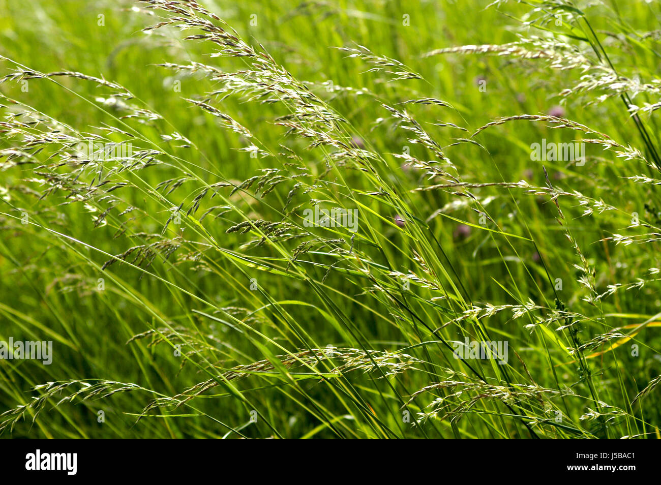 fodder green counter-light blade blades green stuff full bunch frond ...