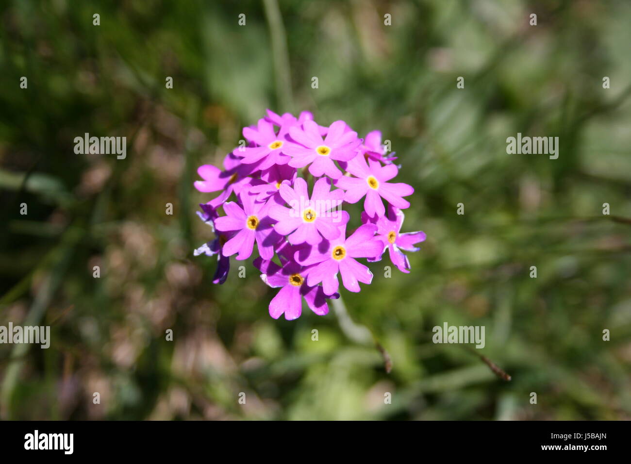 flower plant sunshine primrose shine shines bright lucent light serene ...