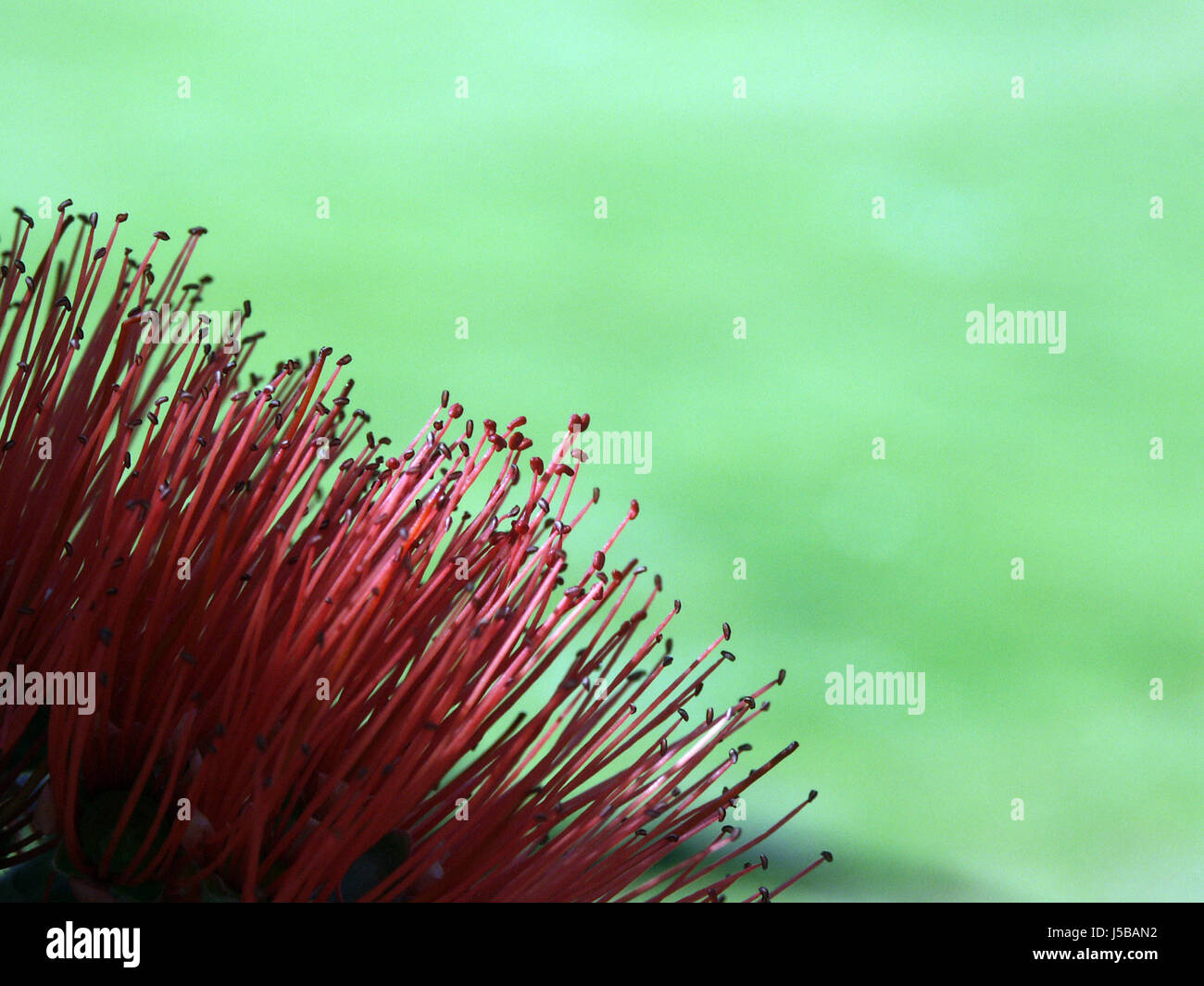 garden flower plant green hairy pollen shrub prickly gardens scut red ...