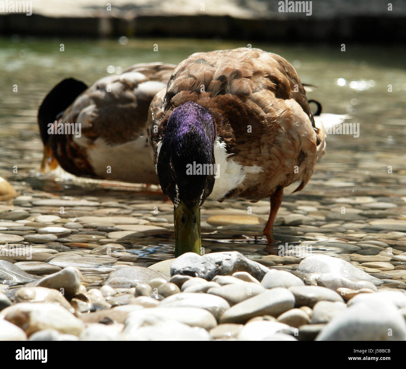 Durst hi-res stock photography and images - Alamy