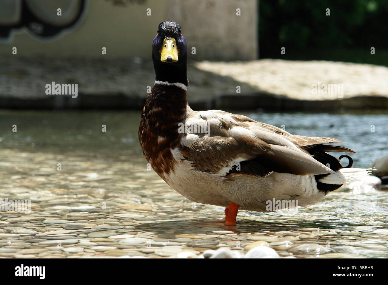 bird curious nosey nosy animals birds witty look glancing see view ...