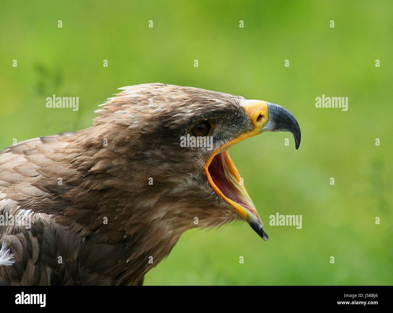 flight bird hunter birds raptor hunt feathers beak rage anger eagle ...
