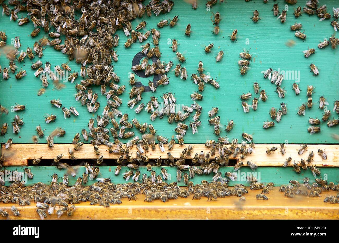 insects green bees beehive apiary sting queen wax honeycomb beeswax bee ...