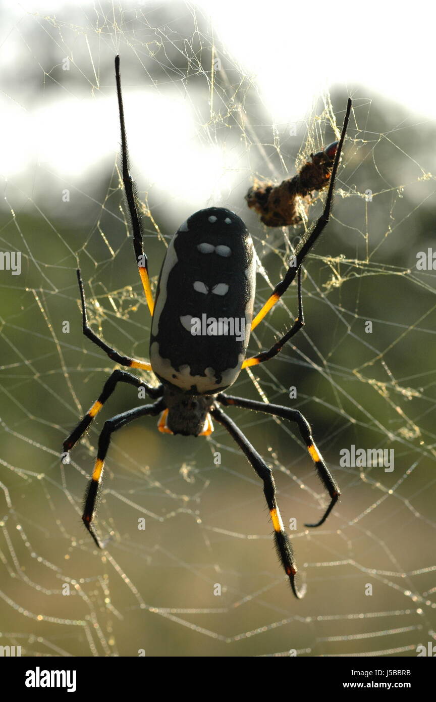 legs insect spider net catch cobweb spiders web spinnfaden webspinnen ...