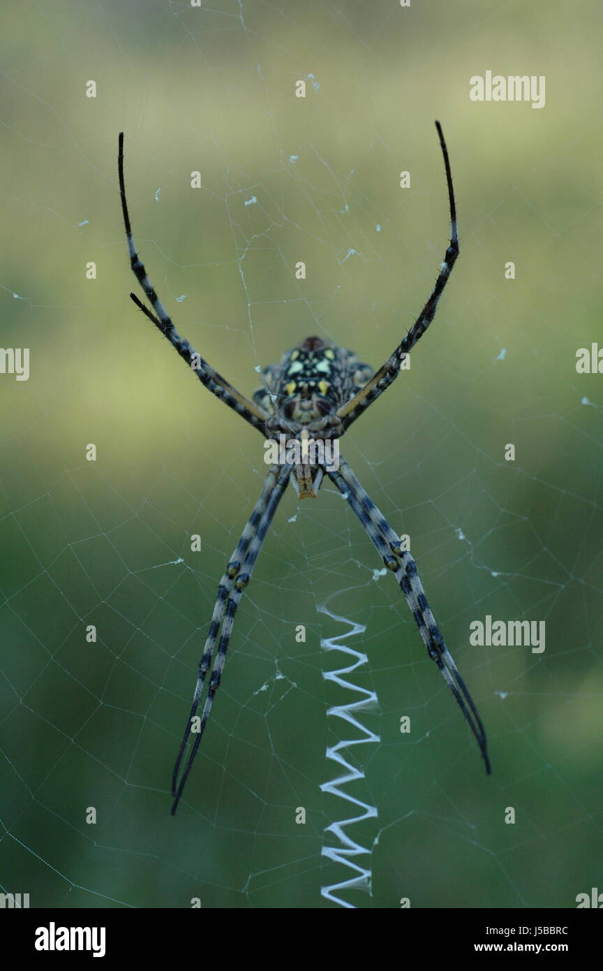 legs insect spider net catch cobweb spiders web spinnfaden webspinnen ...