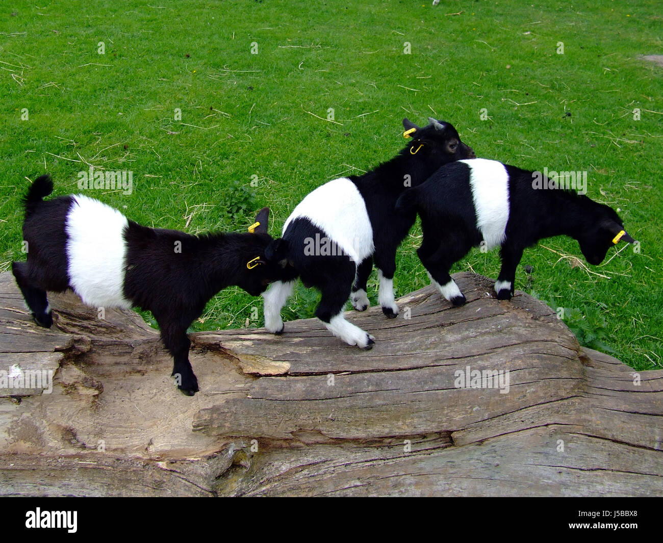 Ziegenparade hi-res stock photography and images - Alamy