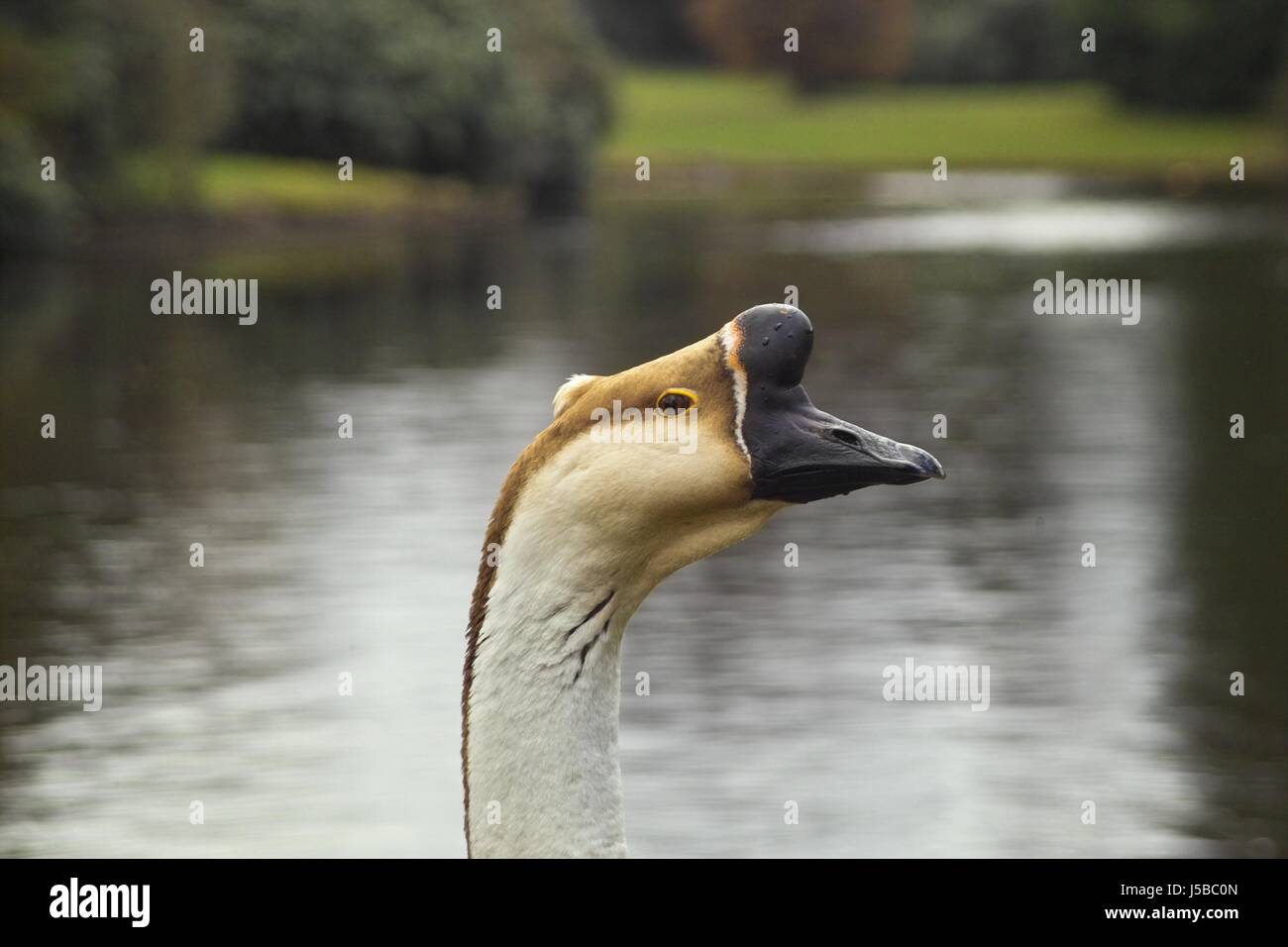 goose in profile Stock Photo - Alamy