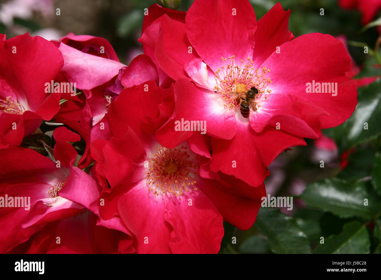 garden plant flower rose bloom blossom flourish flourishing flowers ...