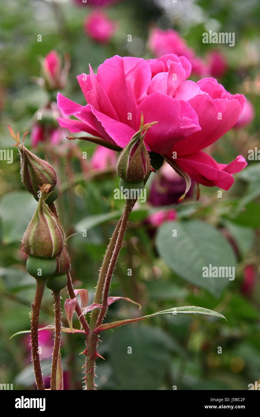 garden plant flower rose bloom blossom flourish flourishing flowers ...