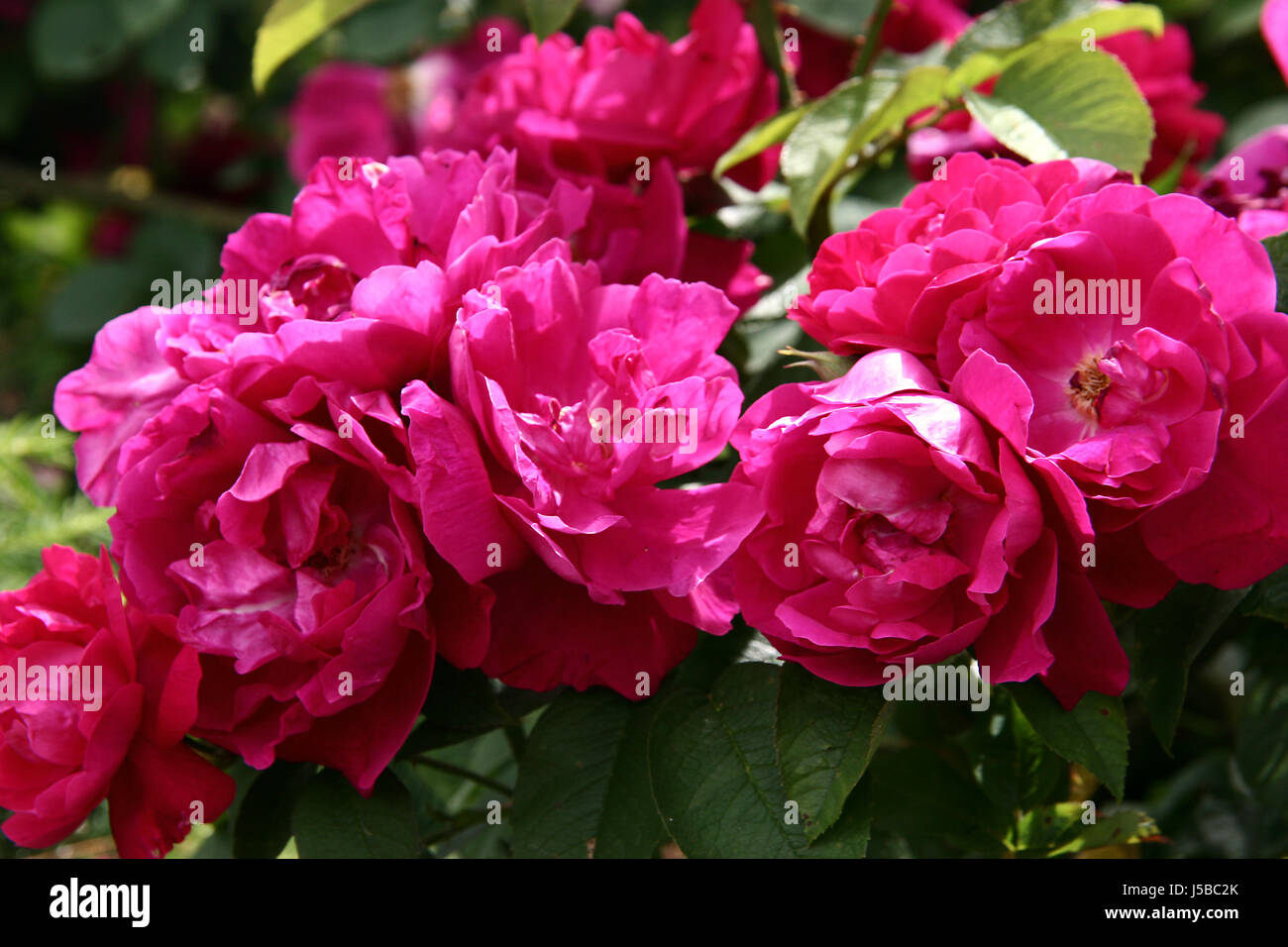 garden plant flower rose bloom blossom flourish flourishing flowers ...
