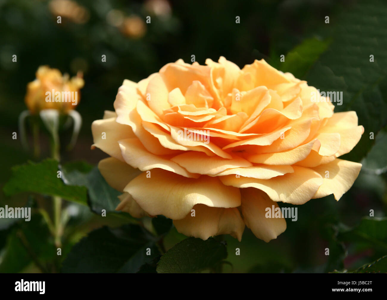 garden plant flower rose bloom blossom flourish flourishing flowers ...