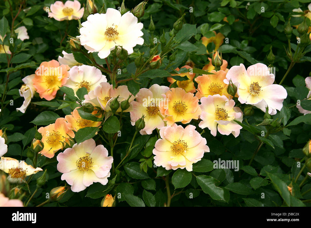 Rose euphoria hi-res stock photography and images - Alamy
