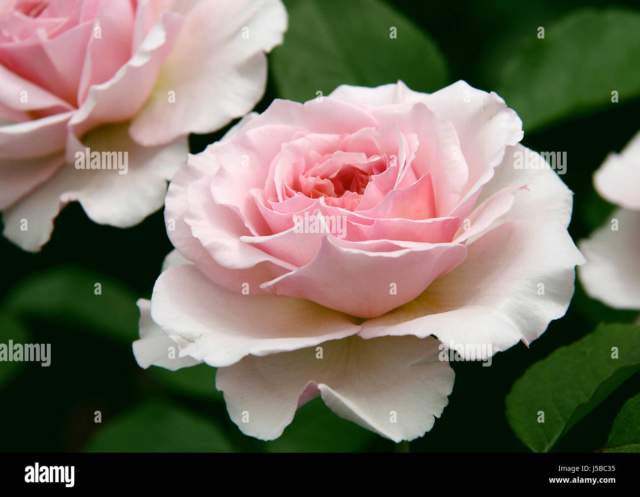 James Galway Rose Stock Photos & James Galway Rose Stock Images - Alamy