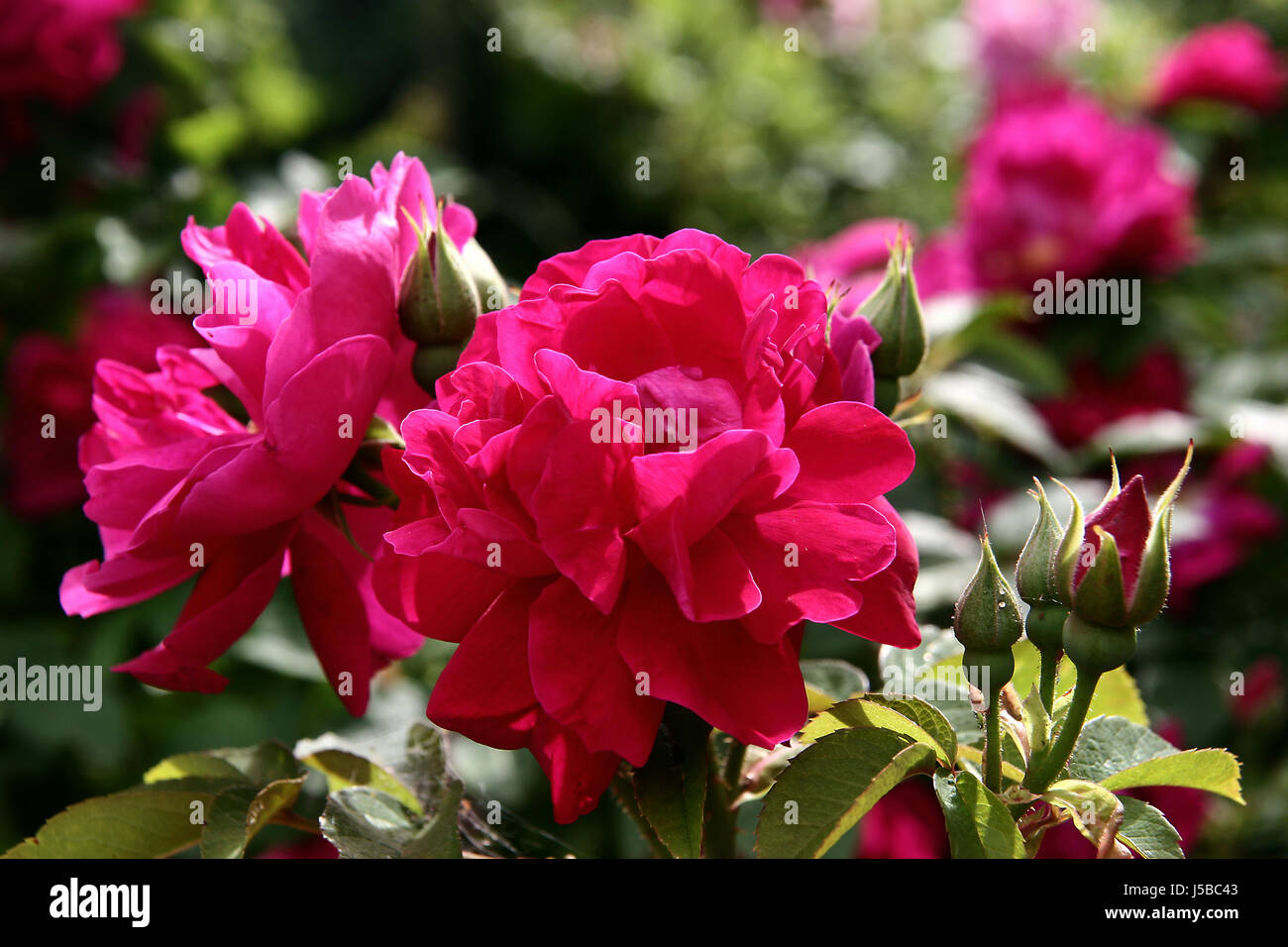 garden plant flower rose bloom blossom flourish flourishing flowers ...
