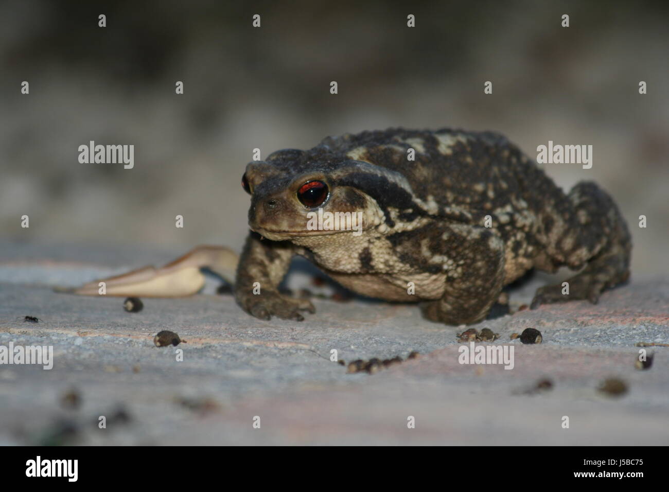 green conservation of nature eye organ beige camouflage toad patchy ...
