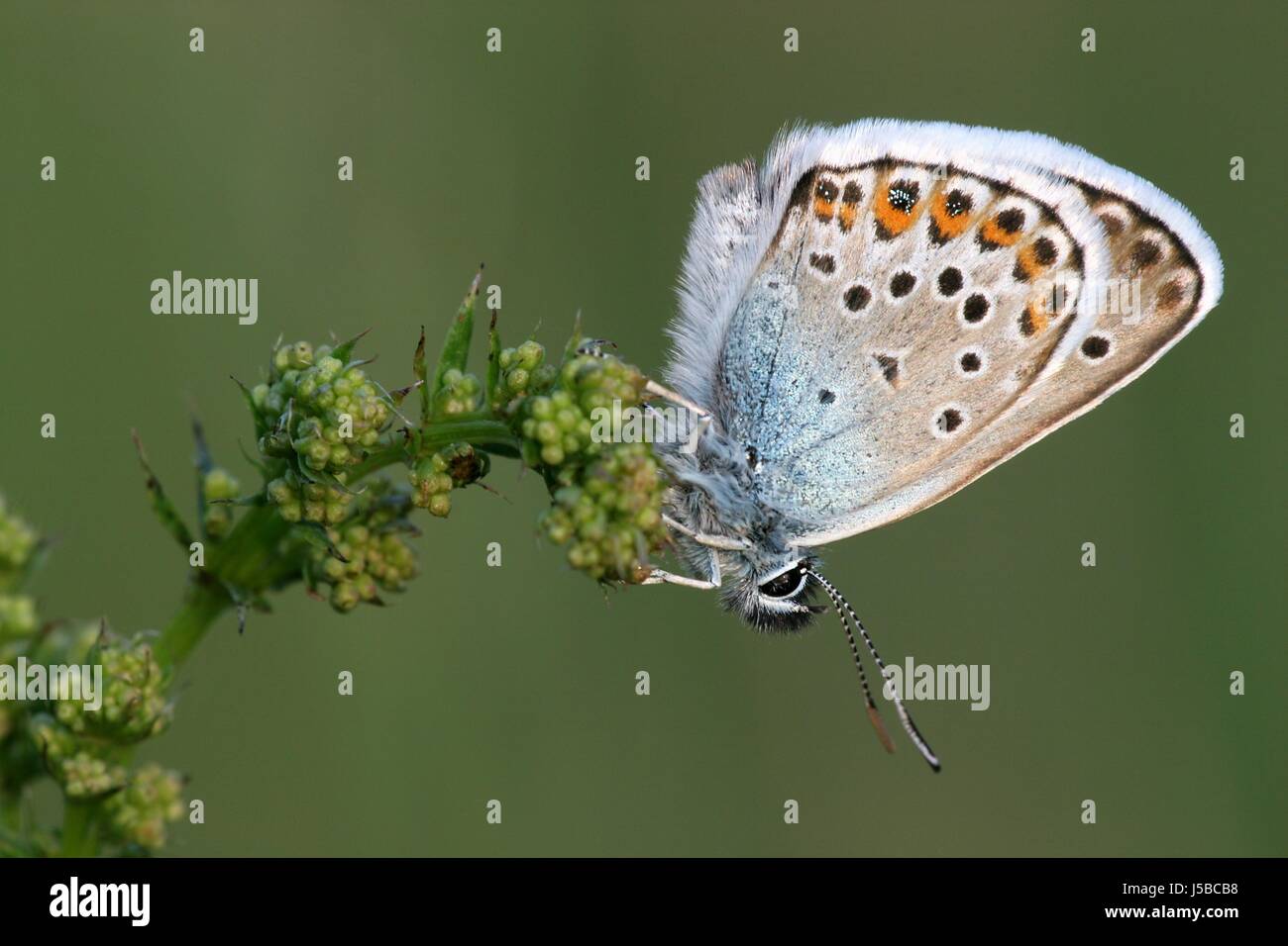 butterfly float headlong butterflies levitation hauhechelbluling ...