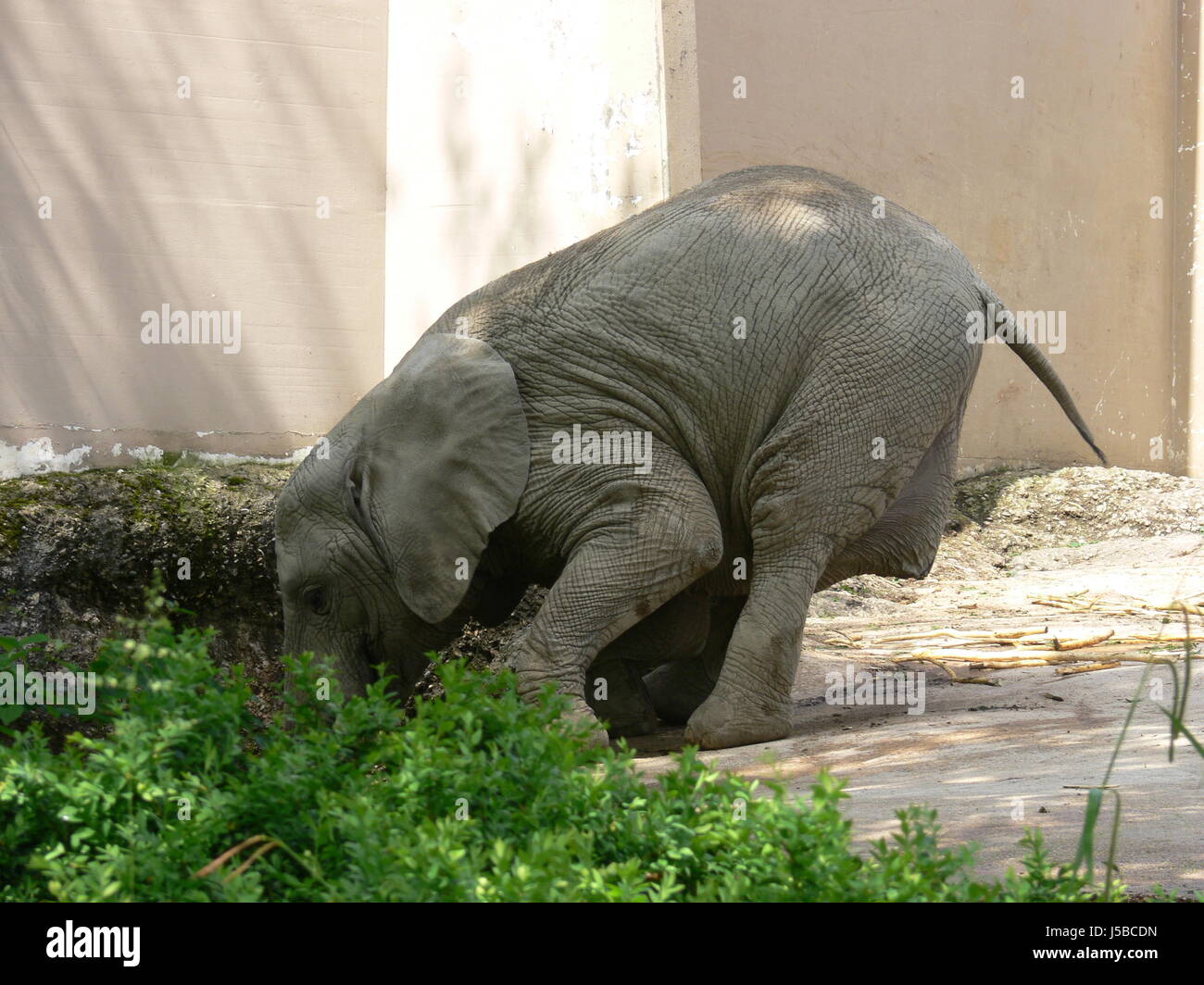 Animal workers hi-res stock photography and images - Alamy