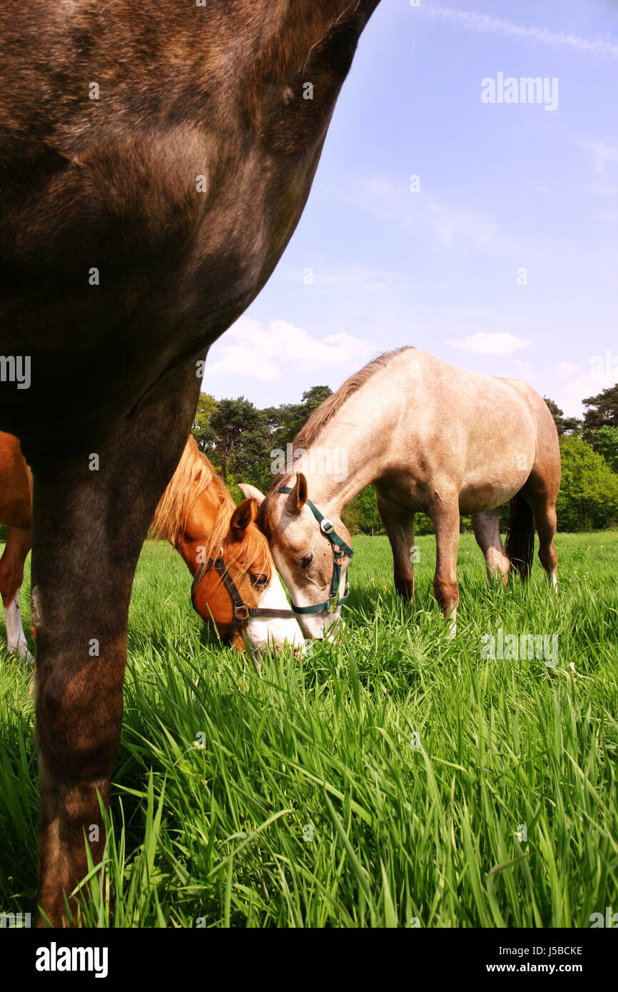 horse - eating Stock Photo - Alamy