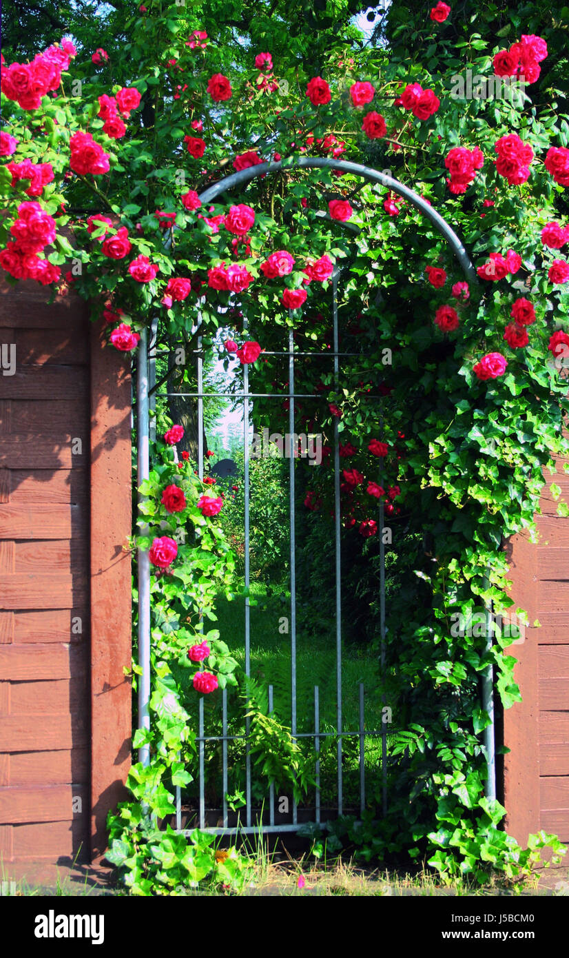 Rote kletterrosen hi-res stock photography and images - Alamy