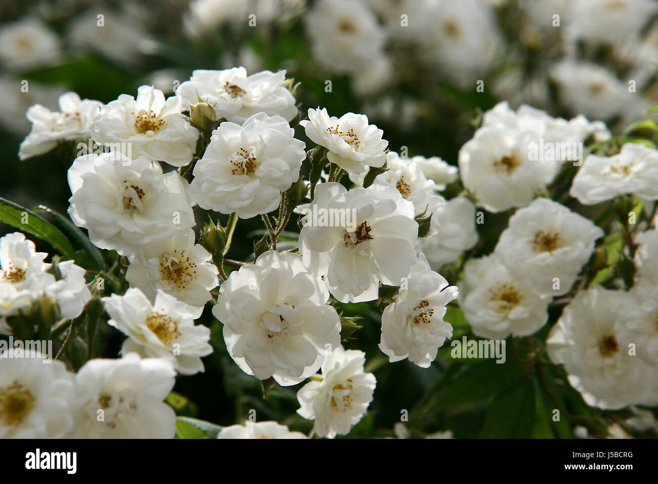 Rambling rector roses hi-res stock photography and images - Alamy