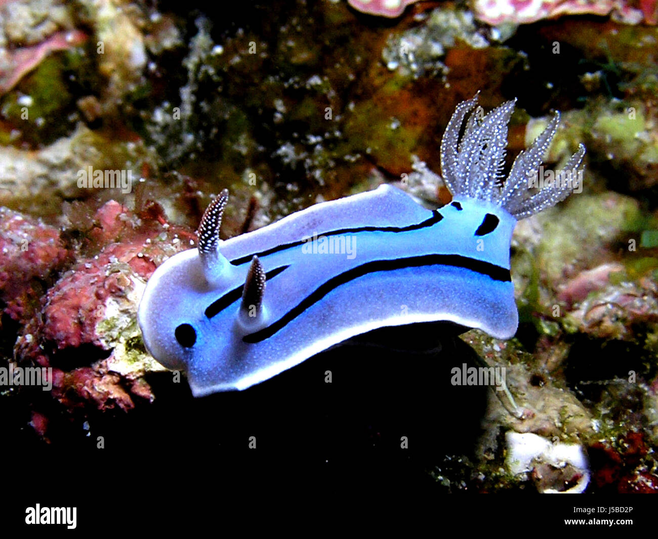 asia bali underwater pacific salt water sea ocean water slug snail dive ...